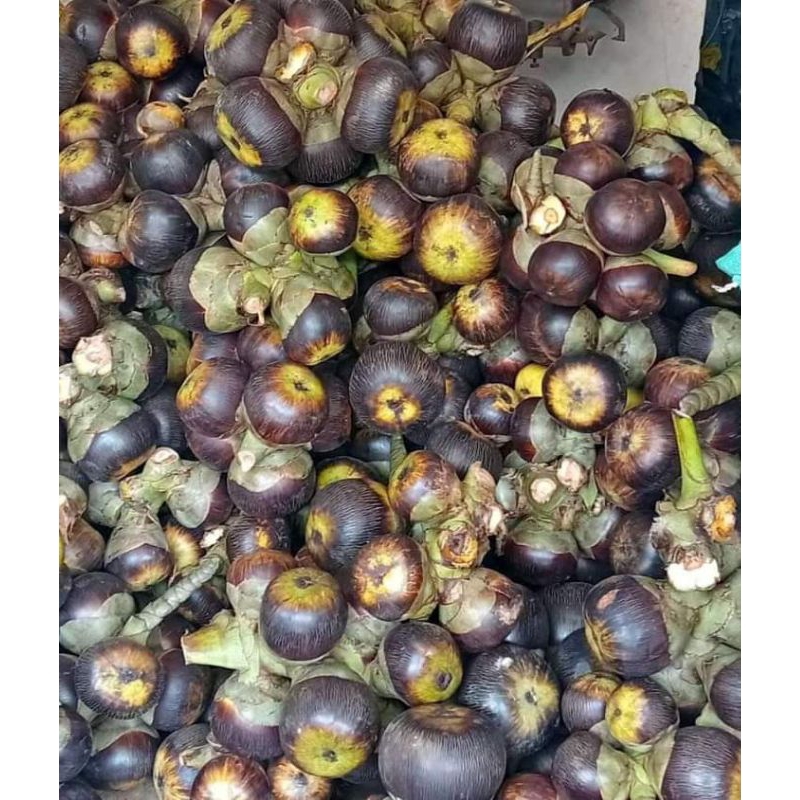 Jual BUAH SIWALAN / LONTAR BULAT UTUH 10 Kg | Shopee Indonesia