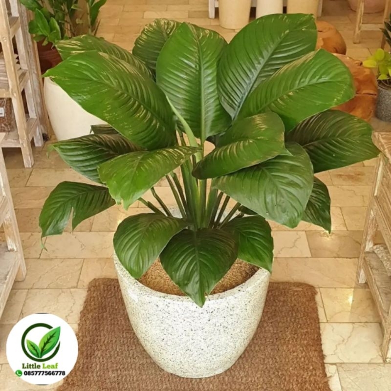 Jual TANAMAN HIAS peace lily dengan pot putih plastik | Shopee Indonesia