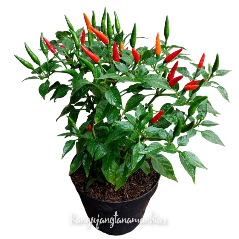 Jual Cabe Terlengkap & Harga Terbaru Mei 2026 | Shopee Indonesia