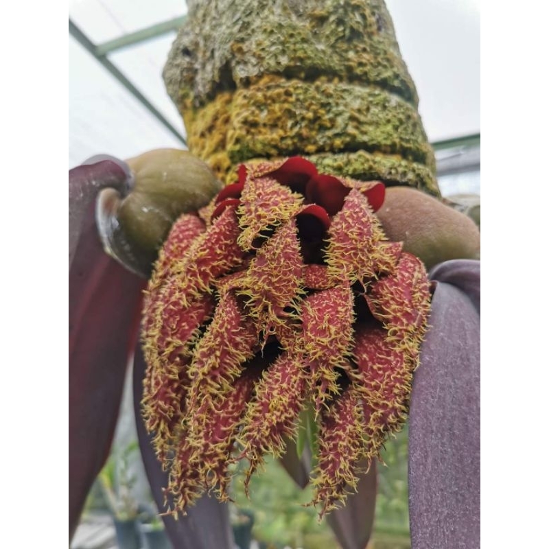 Jual Bulbophyllum phalaenopsis (Anggrek Dasi) | Shopee Indonesia