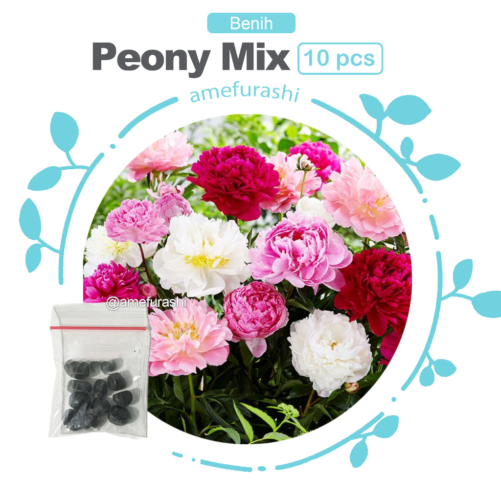 Jual Amefurashi 10 Benih Biji Bibit Bunga Peony Mix Paeonia Lactiflora ...