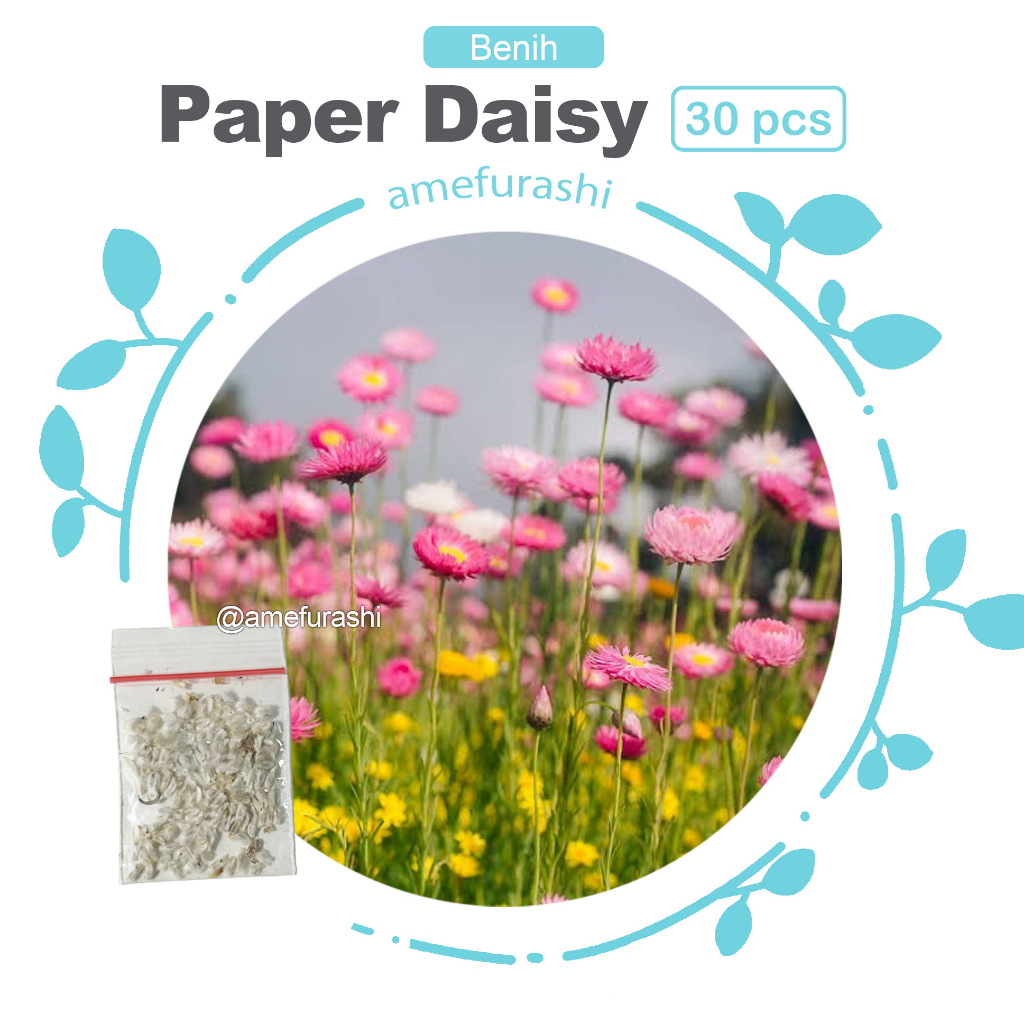 Jual Amefurashi 10 Benih Biji Bibit Bunga Peony Mix Paeonia Lactiflora ...