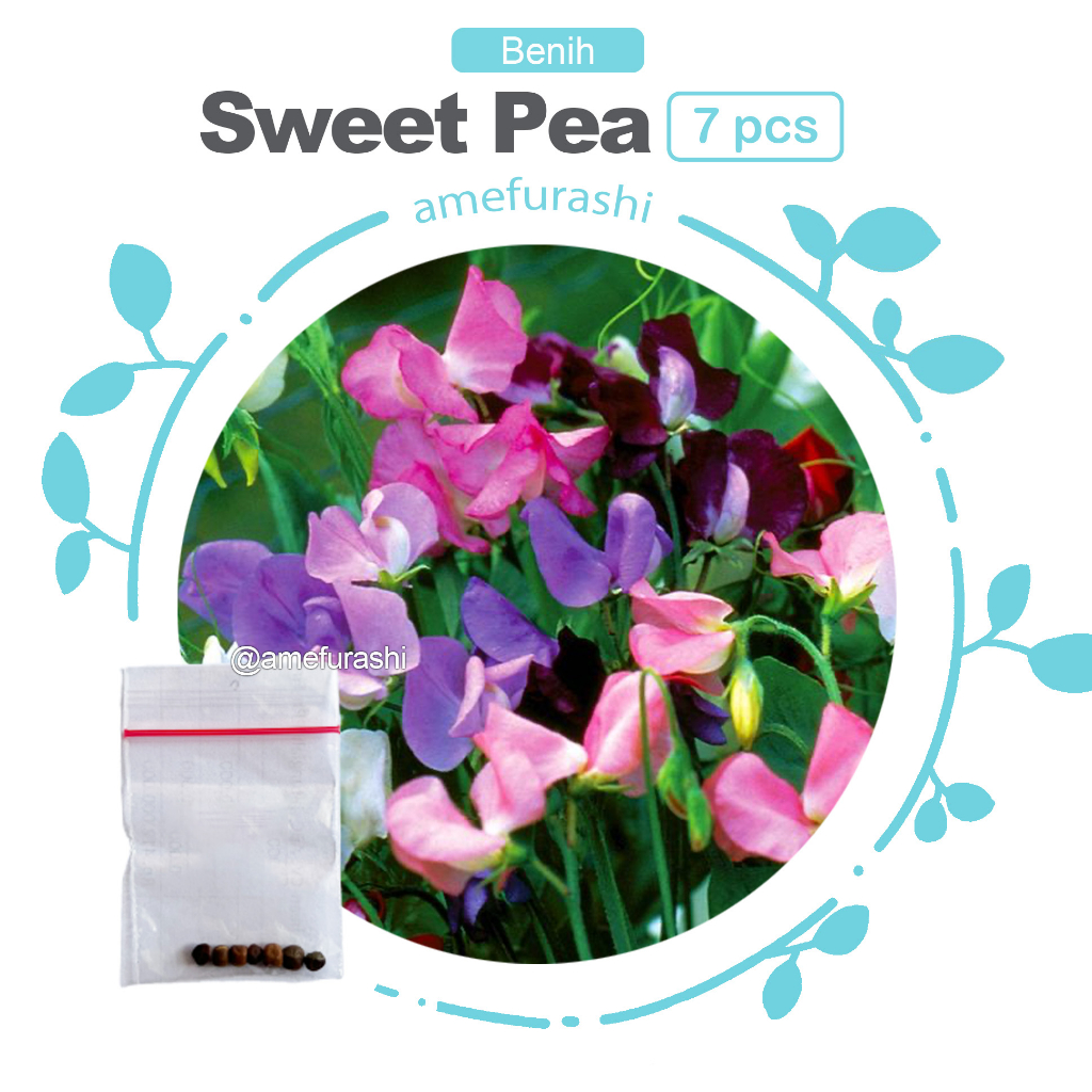 Jual Amefurashi 10 Benih Biji Bibit Bunga Peony Mix Paeonia Lactiflora ...