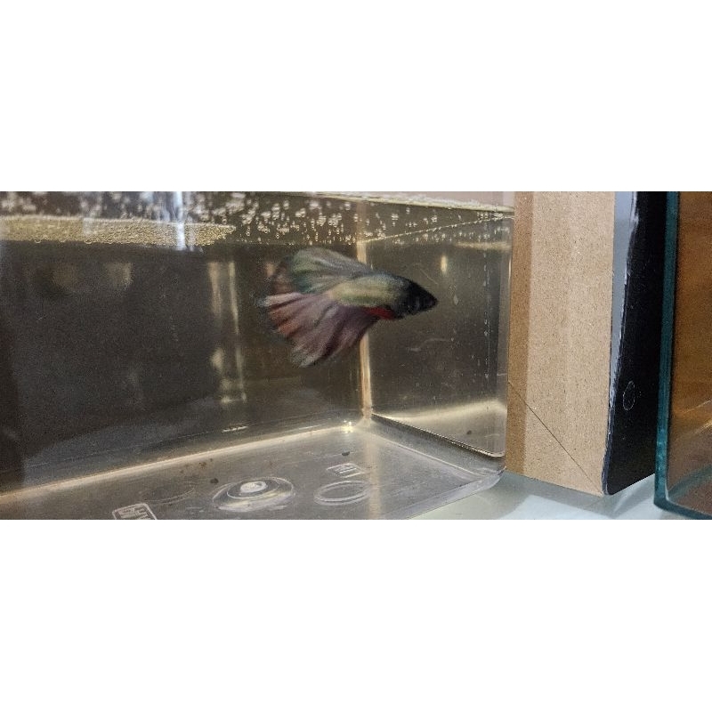 Jual HM betta cupang hias | Shopee Indonesia