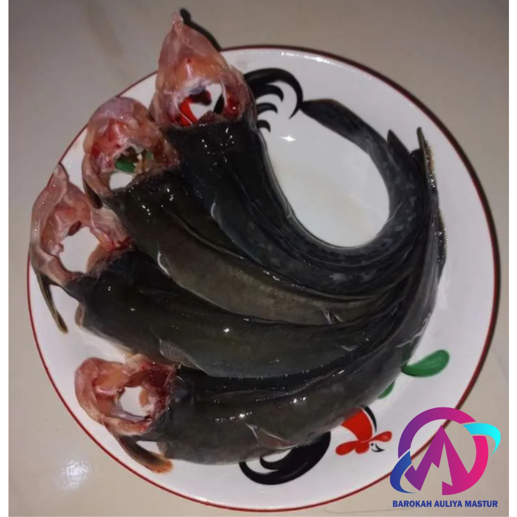 Jual IKAN LELE SEGAR POTONG GORENG BADAN PERUT MURAH BAM PADANG (1000 ...