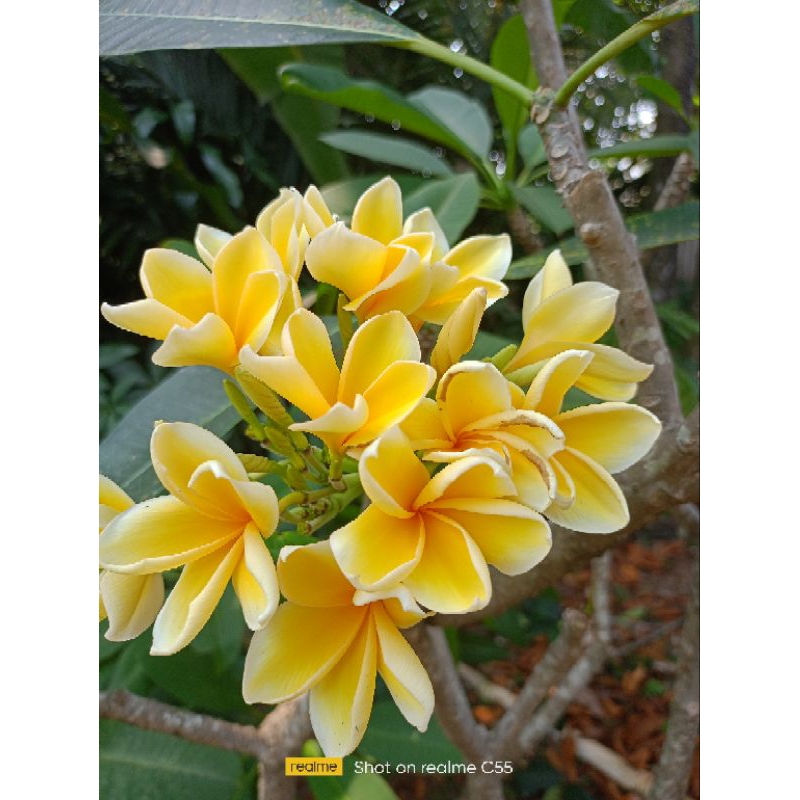 Jual tanaman hias Kamboja bunga kuning tinggi50 cm | Shopee Indonesia