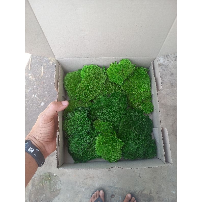 Jual PRESERVED MOSS | LUMUT AWETAN | LUMUT ABADI | Shopee Indonesia