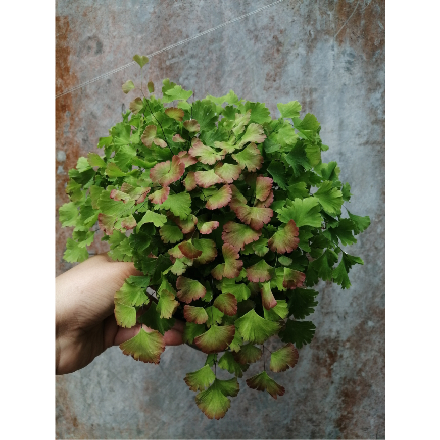 Jual Suplir victoria | Shopee Indonesia