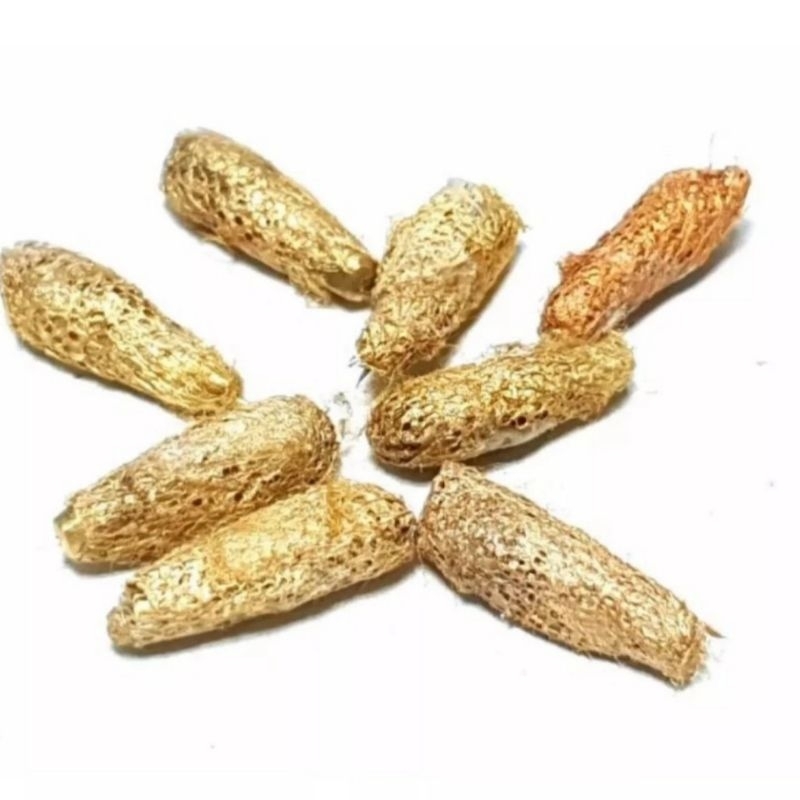 Jual koleksi wesi kepompong kuning | Shopee Indonesia