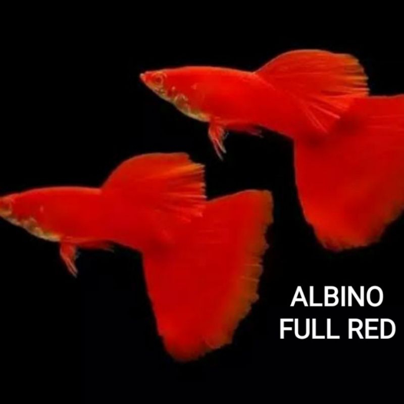Jual Guppy Albino Full Red Murah Packing Styrofoam ( Ikan hias Aquarium Aquascape ) | Shopee ...