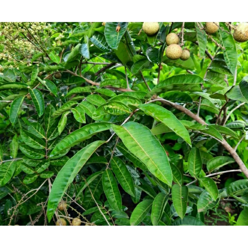 Jual DAUN KELENGKENG SEGAR 100 LEMBAR | Shopee Indonesia Jual DAUN KELENGKENG SEGAR 100 LEMBAR | Shopee Indonesia