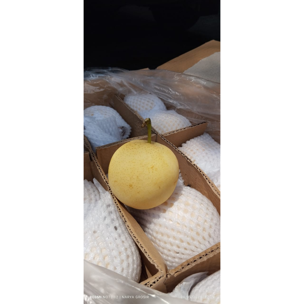 Jual Buah Pear Century Madu Original 1 KG | Shopee Indonesia