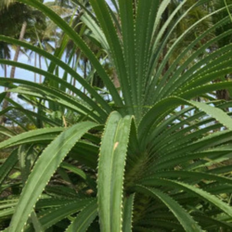 Jual DAUN PANDAN BERDURI | Shopee Indonesia