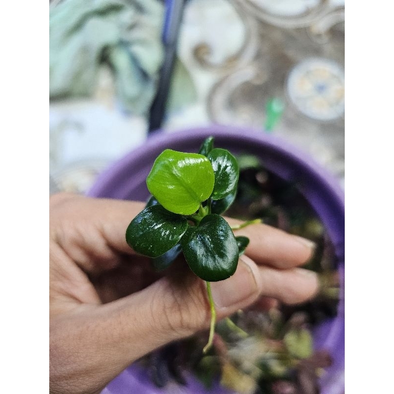 Jual anubias mini coin | Shopee Indonesia