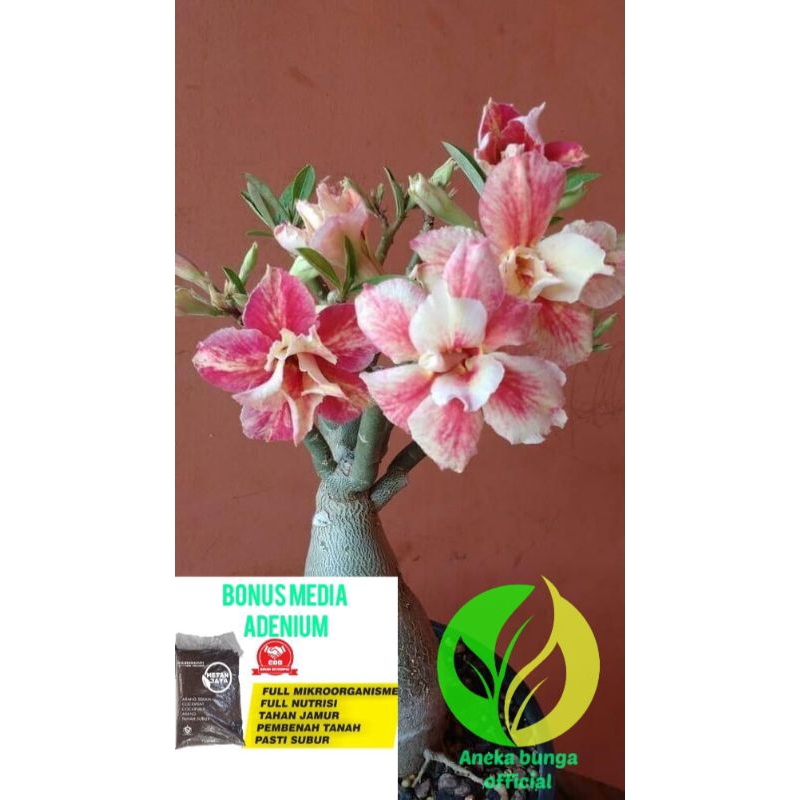 Jual ( Adenium tumpuk + media tanam ) Bunga adenium tumpuk pink putih ...