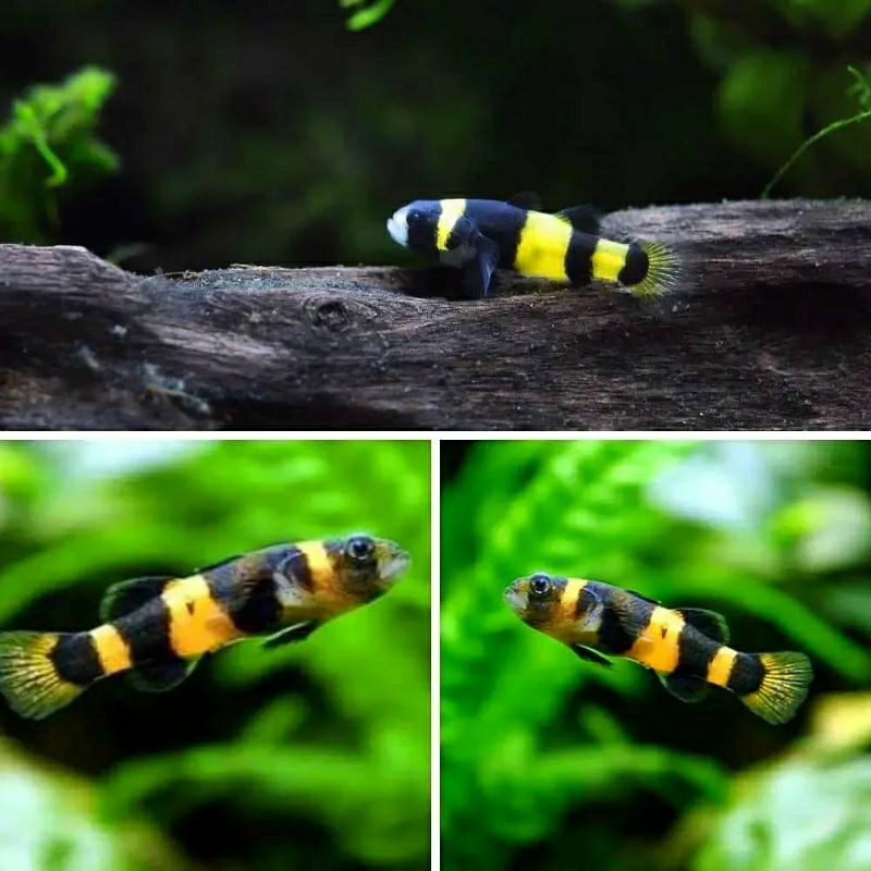 Jual ikan hias gobby bumble bee / ikan bumblebee goby | Shopee Indonesia