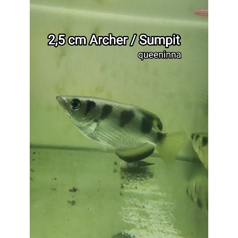 Jual Archer Fish / Ikan Sumpit Baby - Jumbo | Shopee Indonesia