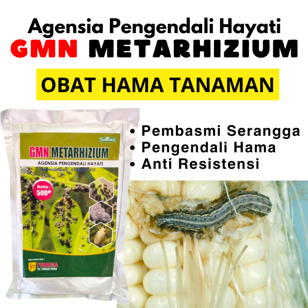 Jual Insektisida Hayati Atasi Hama Ulat Kacang Panjang Metarhizium ...
