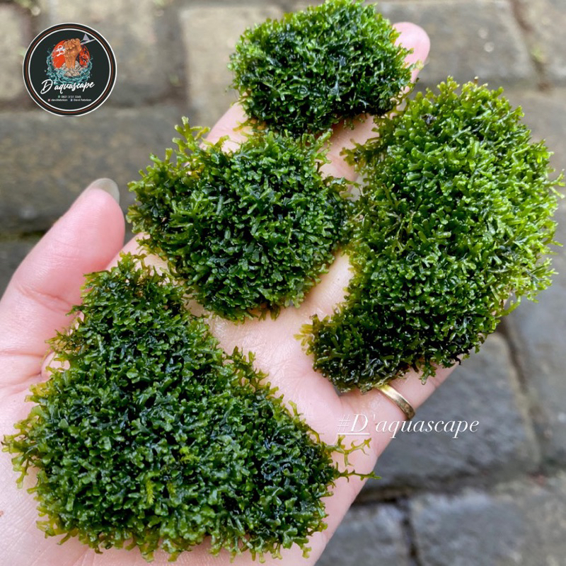 Jual Moss Ricardia Full Daun Air (Bukan Semi Darat) /Porsi Nampan ...