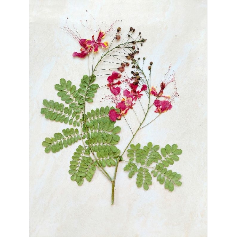 Jual SPECIAL EDITION - Pressed Kembang Merak - Pressed flower ...