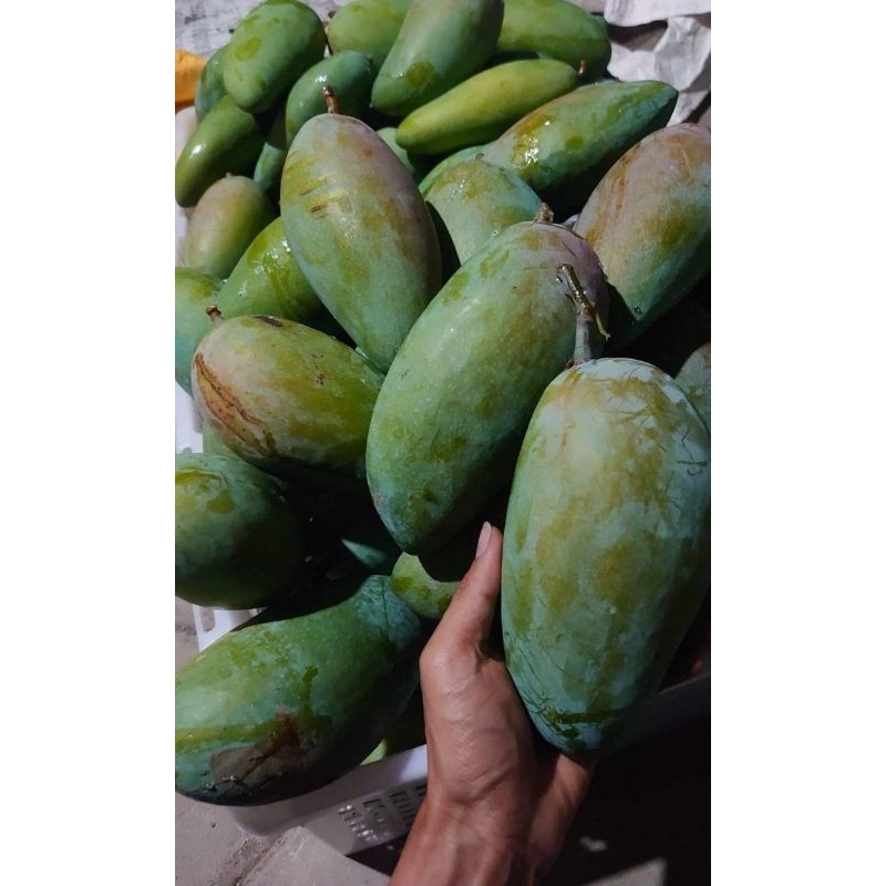 Jual Mangga kiojay kiyojai Thailand Premium big size | Shopee Indonesia
