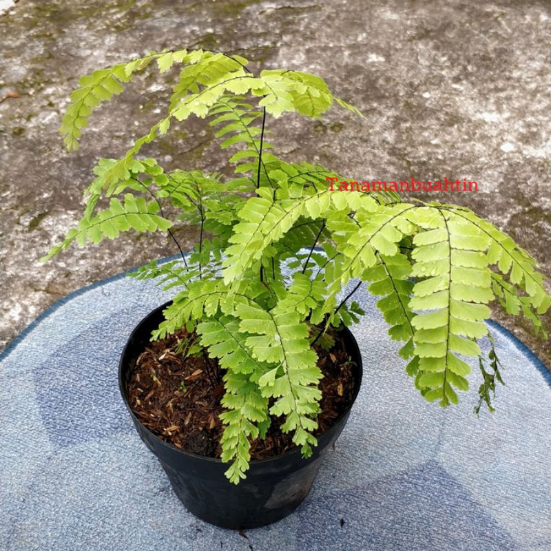 Jual TANANAM HIAS SUPLIR ASEM | Shopee Indonesia