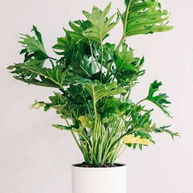 Jual Tanaman Hias Monstera Jari - philodendron jari - Monstera ...