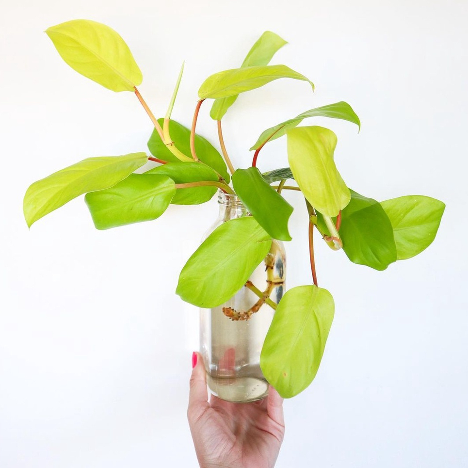 Jual Tanaman Air Philo Lemon Lime bisa Hidup di Air | Shopee Indonesia