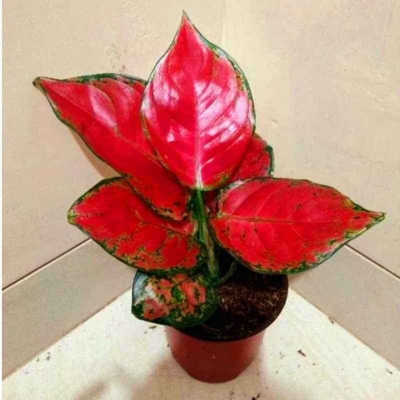 Jual Tanaman hias aglonema Red Anjamani Merah Merona Roset -aglaonema ...