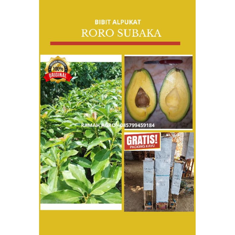Jual Bibit Alpukat Roro Subaka(VALID) | Shopee Indonesia