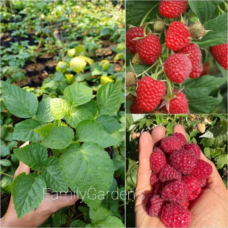 Jual Bibit Raspberry Polka / Raspberry Import Asli Murah | Shopee Indonesia