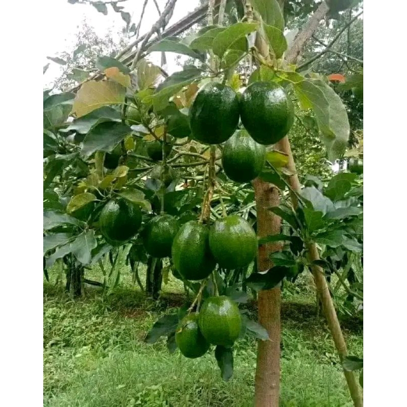 Jual Bibit Alpukat Hass super Batang besar | Shopee Indonesia