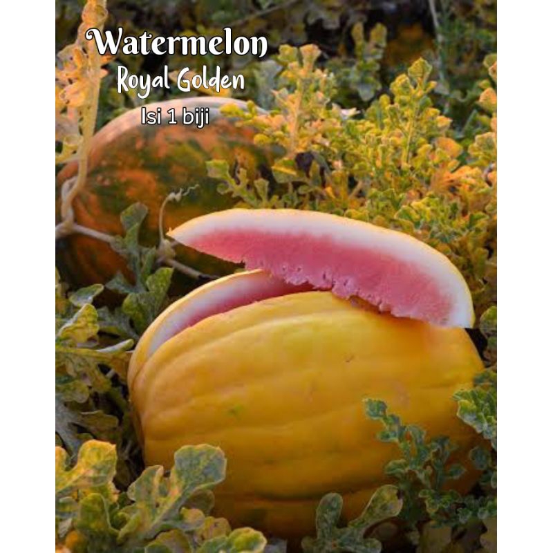 Jual Semangka watermelon royal golden benih heirloom seeds | Shopee ...