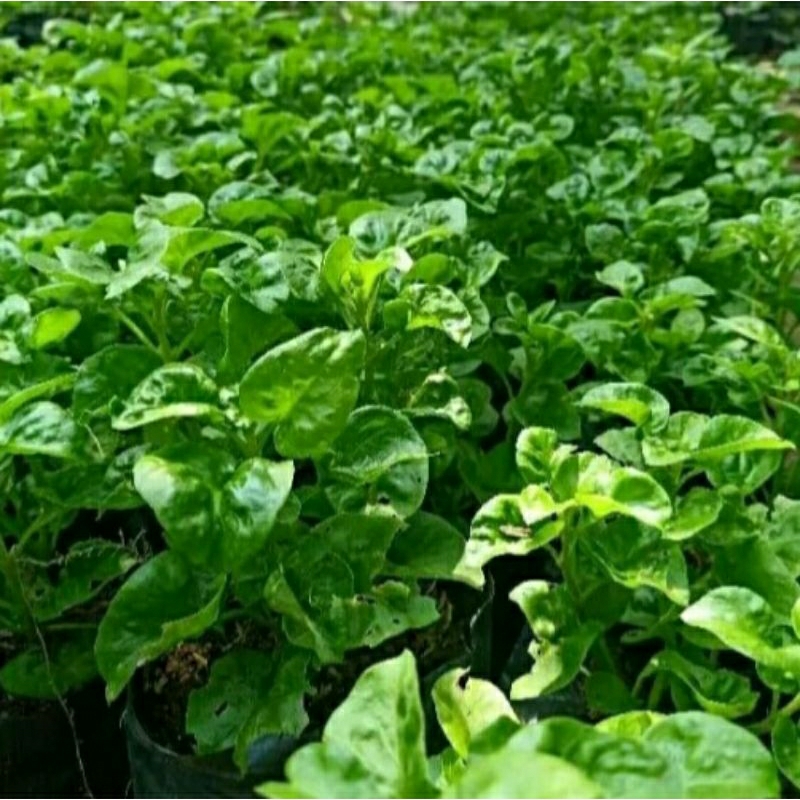 Jual Bayam Brazil Beli 5 Gratis 1 / Tanaman Sayur bayam Brazilian ...
