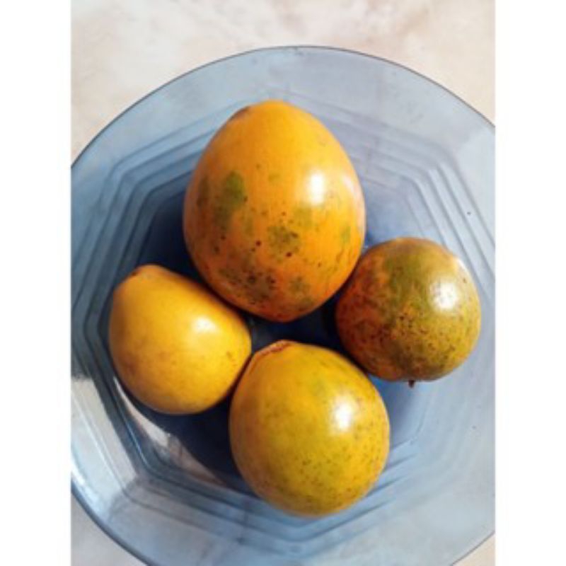 Jual jual buah campoej atau campolay hutan super manis yang kaya ...