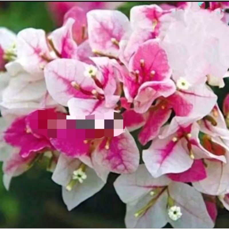 Jual BUGENVIL // READY !! TANAMAN HIAS BOUGENVILLE SAKURA ICE CREAM ...