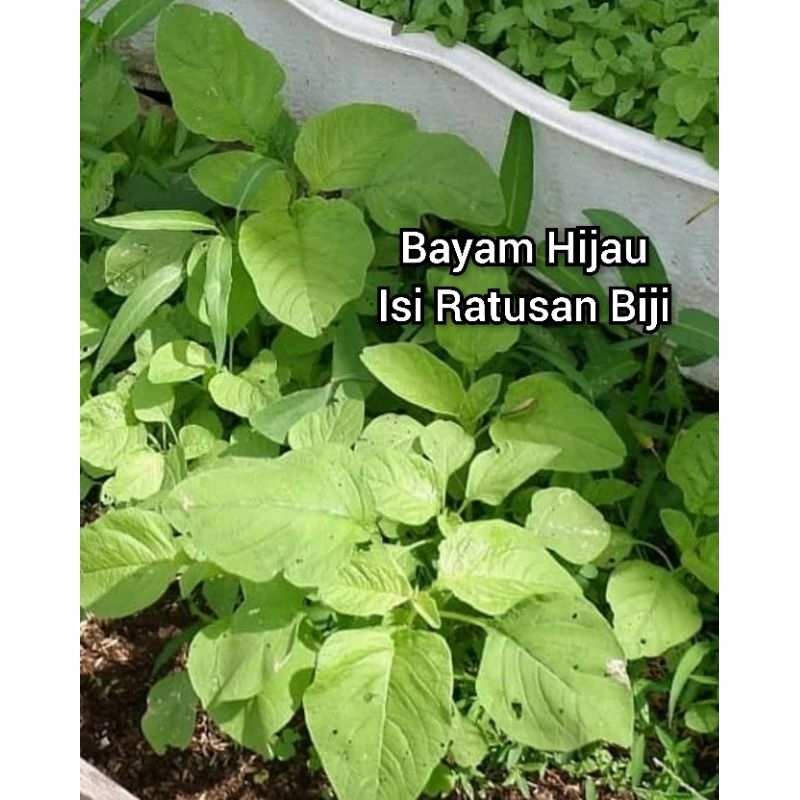 Jual Bayam Hijau biji kebununa | Shopee Indonesia