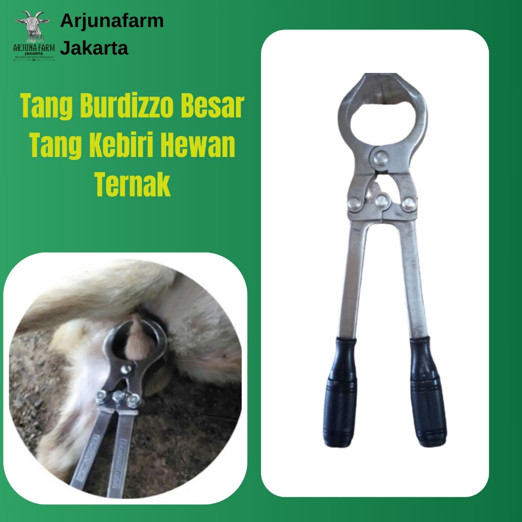 Jual Tang Bordizzo Besar Tang Kastrasi Sapi Kambing Domba Babi Tang ...