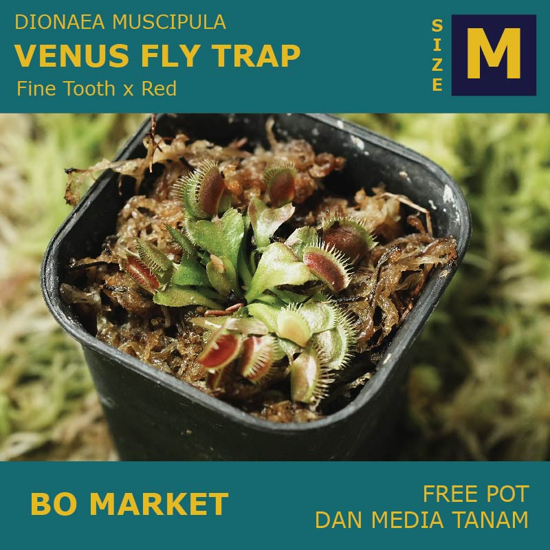Jual Venus Flytrap Fine tooth x Red, Dionaea Muscipula Size M 4cm ...