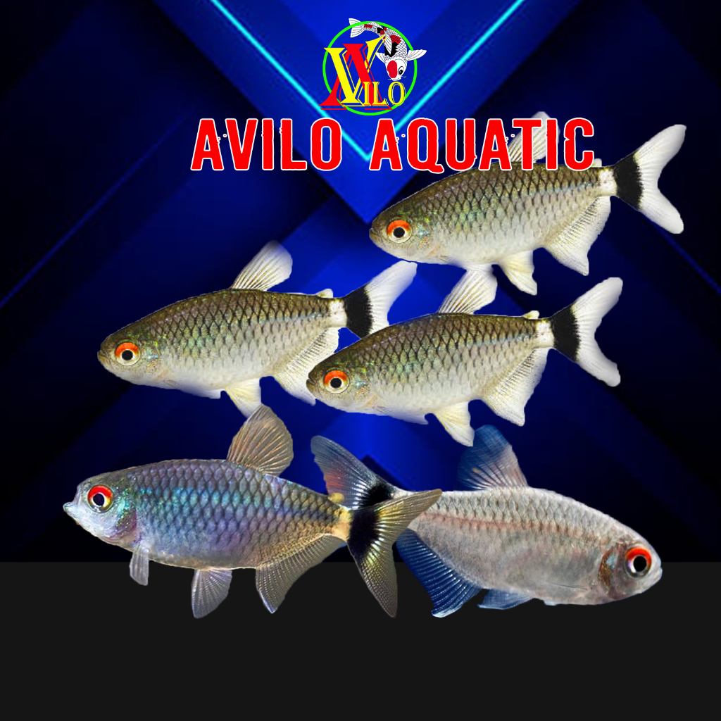 Jual ikan hias aquascape schooling ikan tetra mata merah gerombolan ...