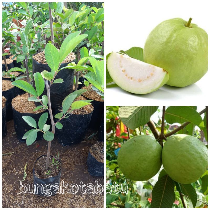Jual Bibit Tanaman Buah Jambu Bangkok Hasil Cangkok Kondisi Berbunga ...
