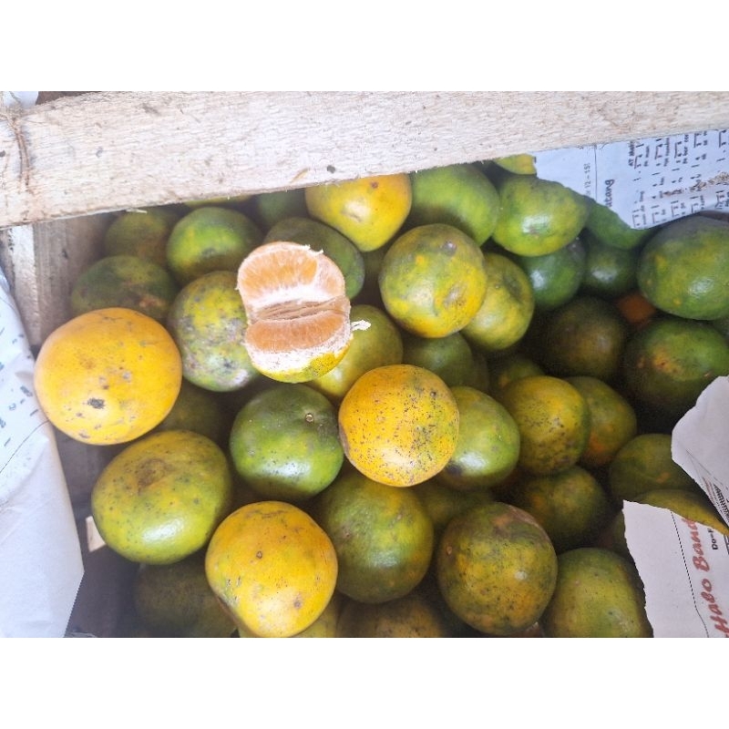 Jual jeruk jember manis perkilo | Shopee Indonesia