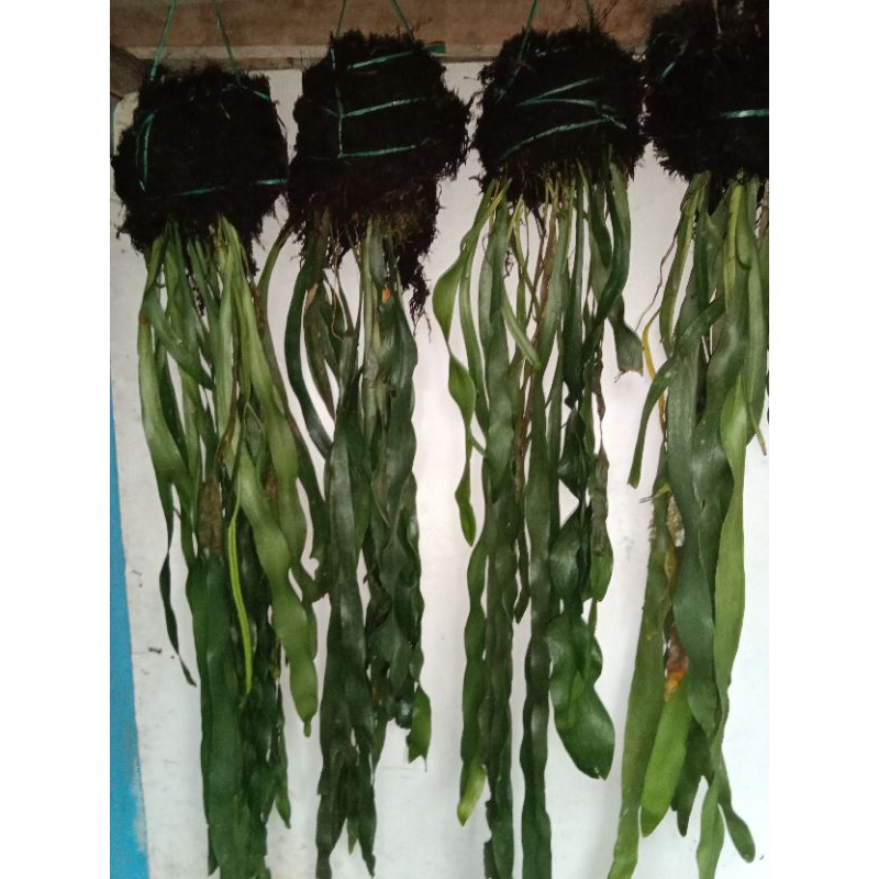 Jual anggrek kumpay dasi murah tanaman hias gantung | Shopee Indonesia