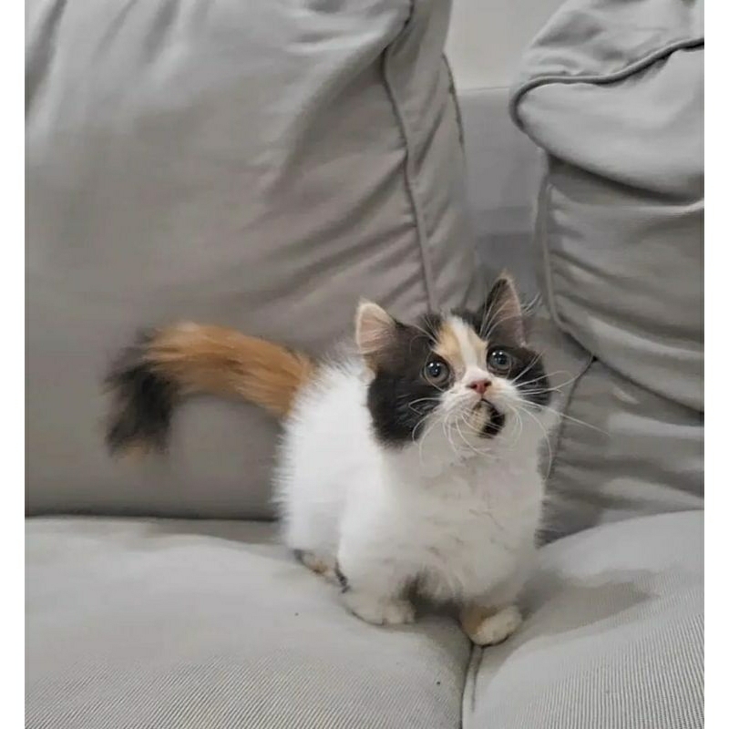 Jual Kucing kitten Munchkin Betina (cebol) | Shopee Indonesia