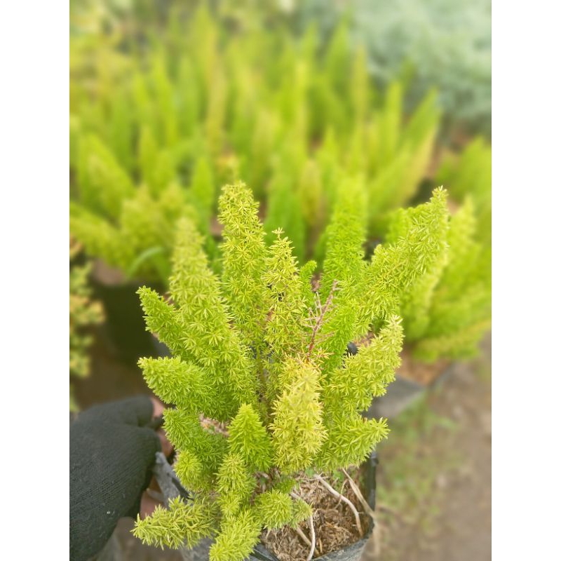 Jual Tanaman Ekor Tupai Mini Cantik Dan daun Rimbun | Shopee Indonesia