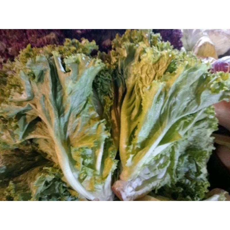 Jual daun slada kriting 1kg | Shopee Indonesia