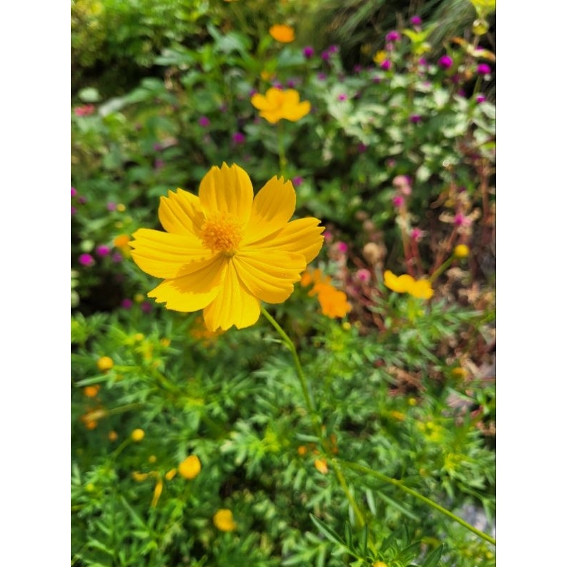 Jual 25 Biji - Bunga Cosmos Kuning | Shopee Indonesia