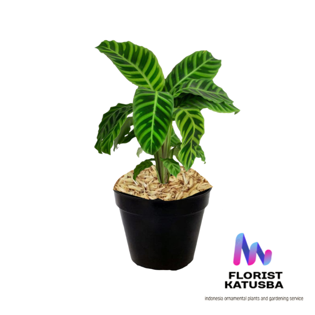 Jual tanaman hias daun tanaman calathea zebrina green | Shopee Indonesia