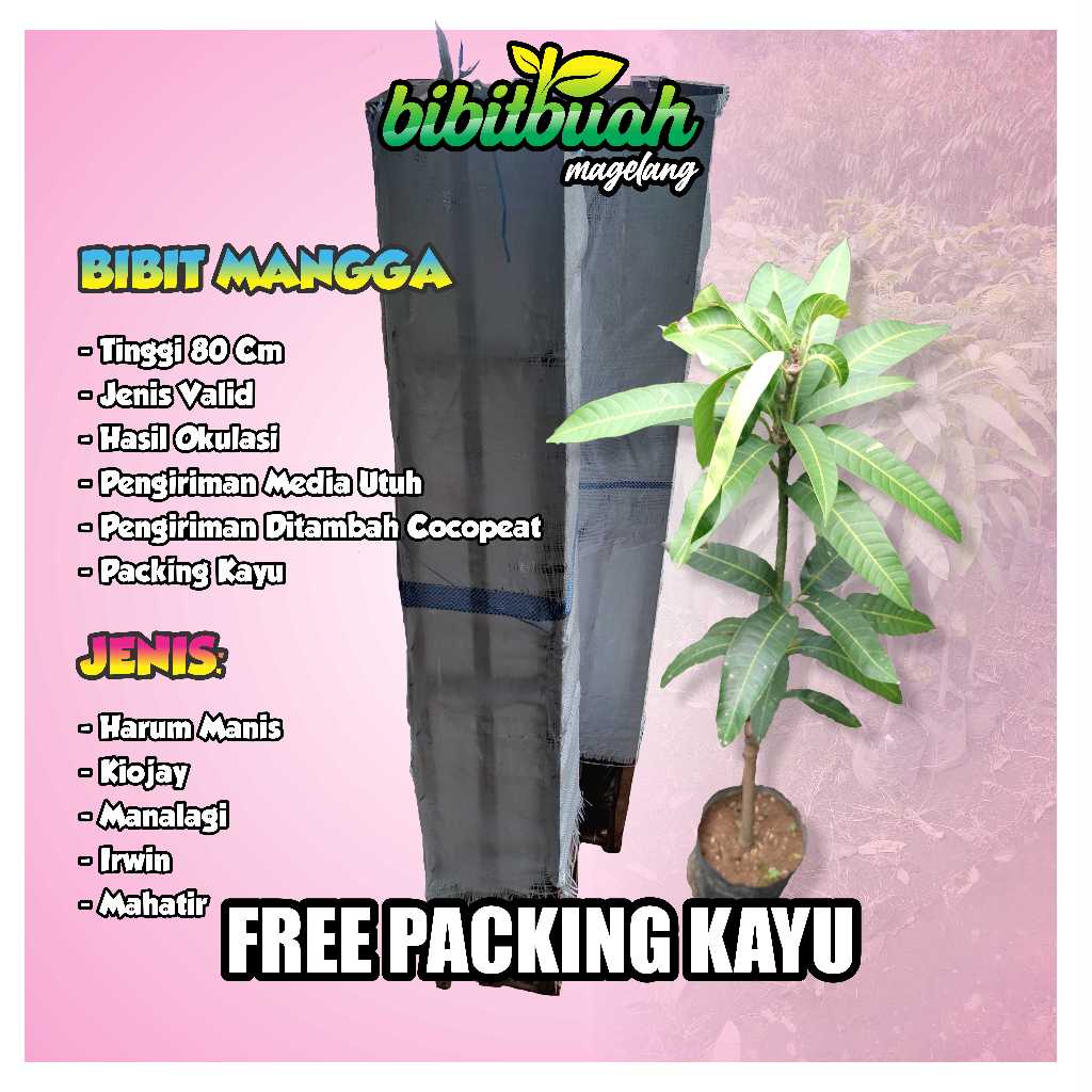 Jual Bibit Mangga Tinggi 80 cm (FREE PACKING KAYU) | Shopee Indonesia