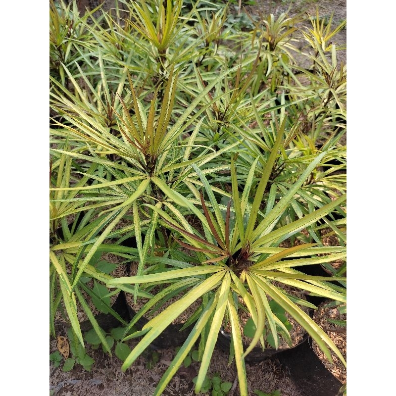 Jual Tanaman hias ararea/aralea/aralia | Shopee Indonesia